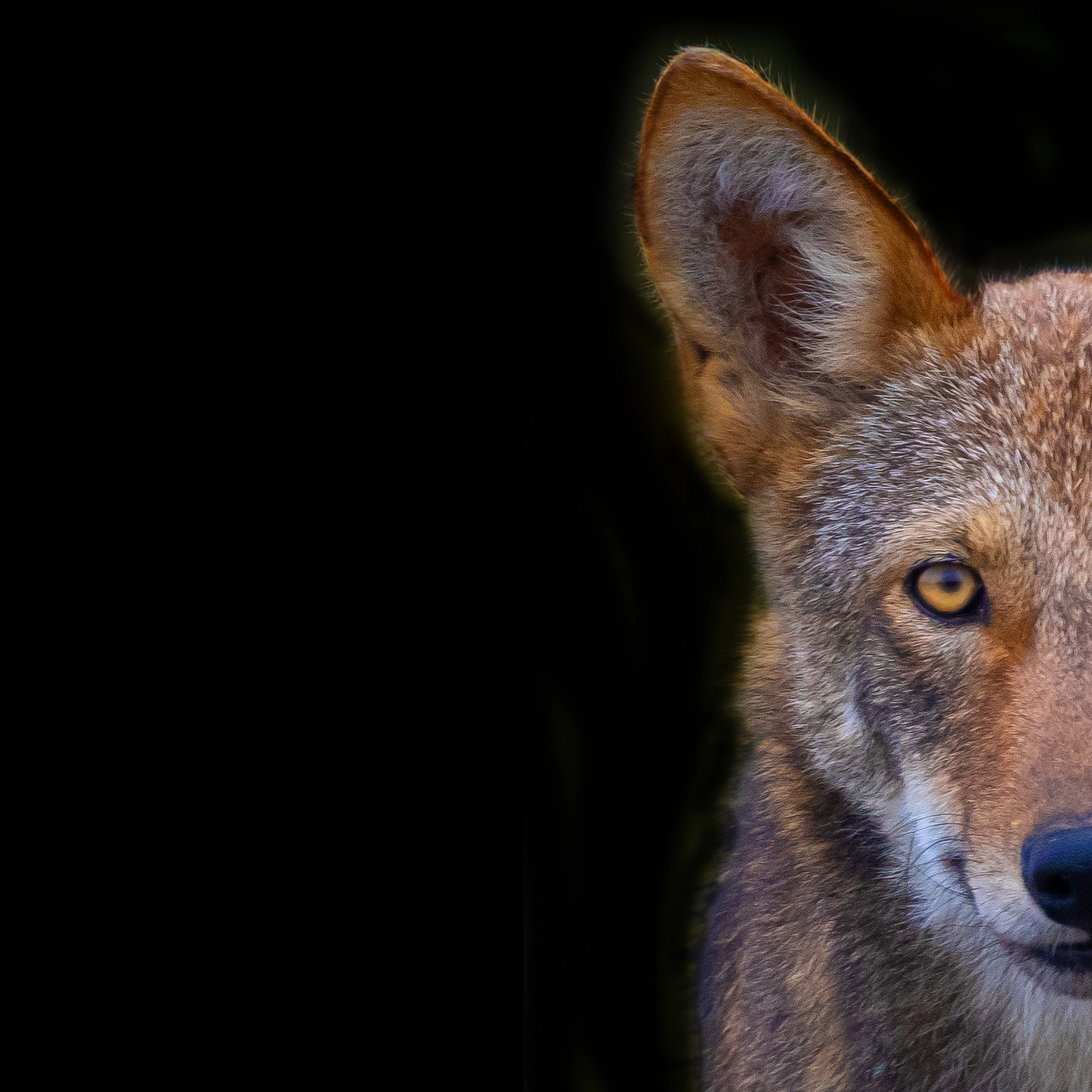 Save Red Wolves - Save Red Wolves