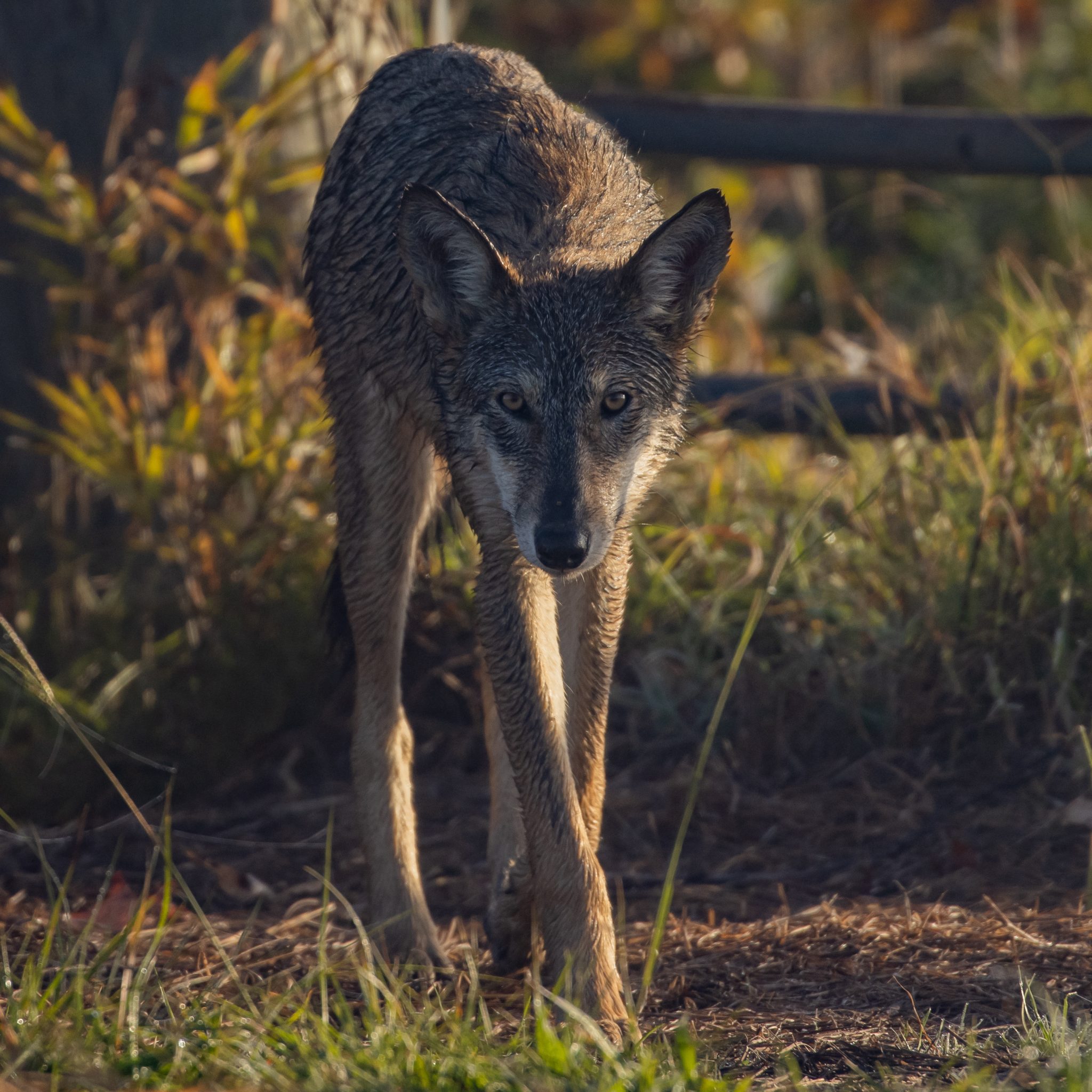 About - Save Red Wolves