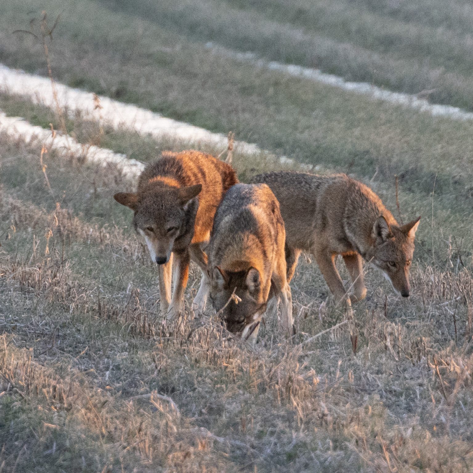 Red Wolf Timeline - Save Red Wolves