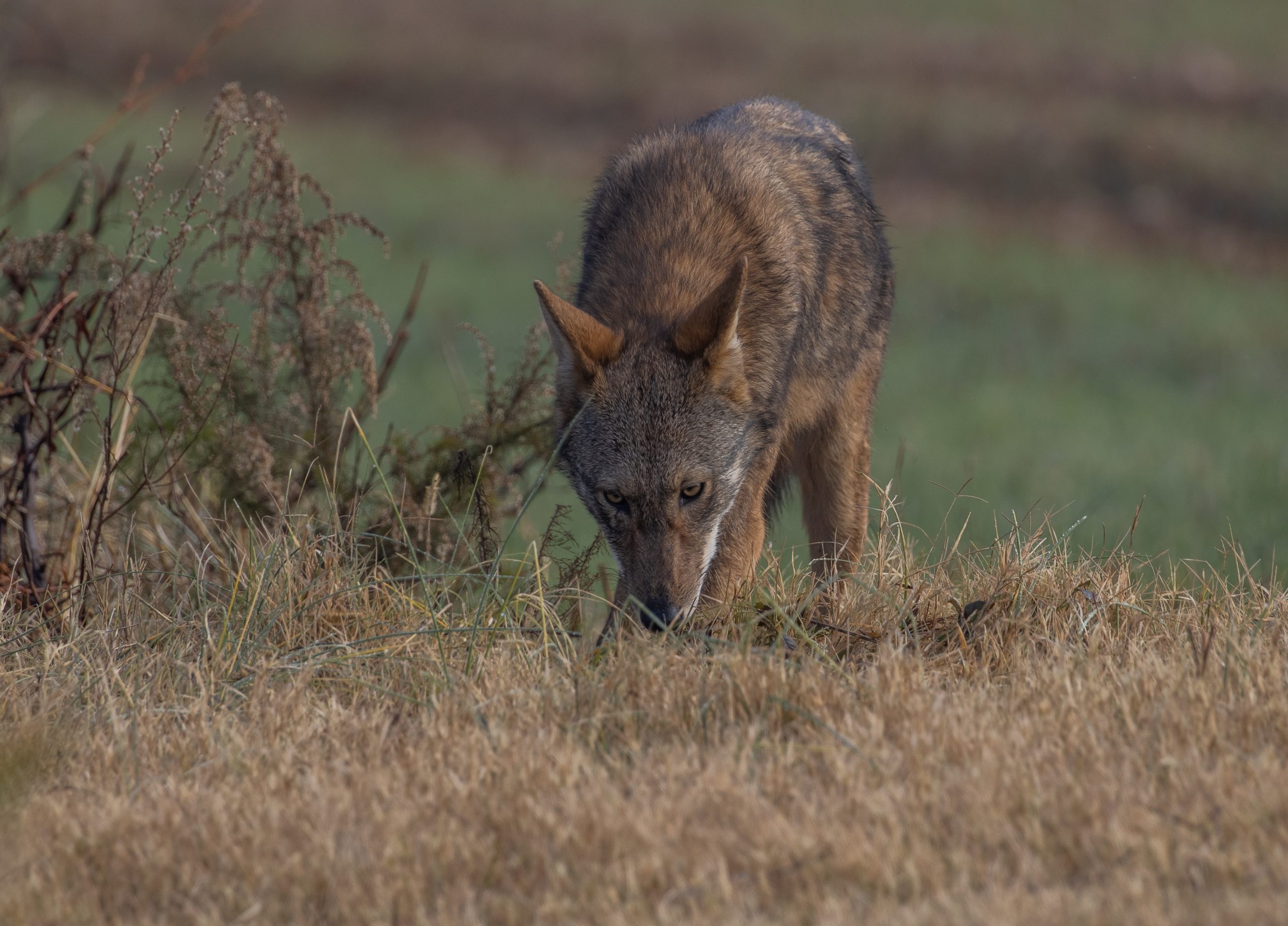 Gallery - Save Red Wolves