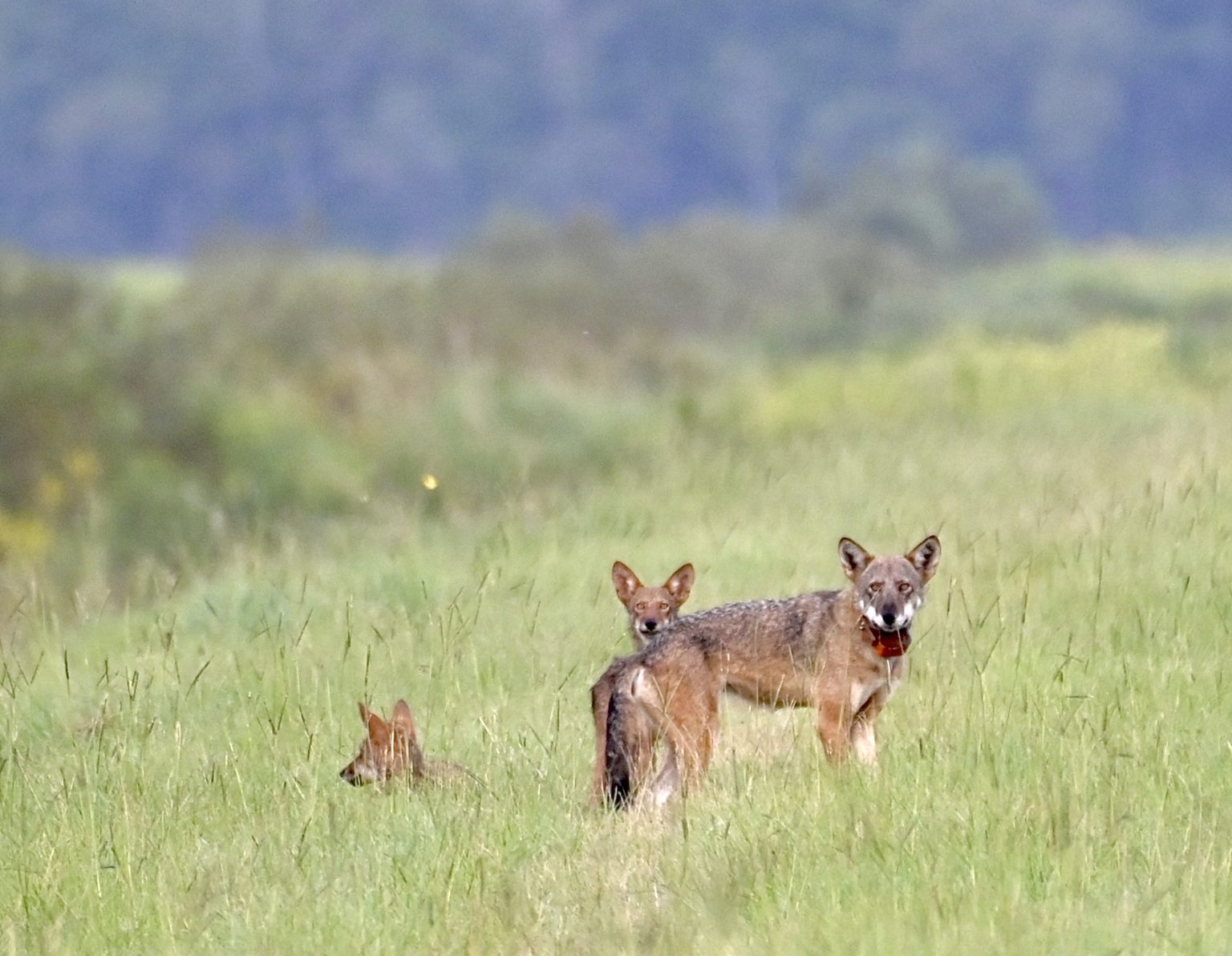 Save Red Wolves - Save Red Wolves