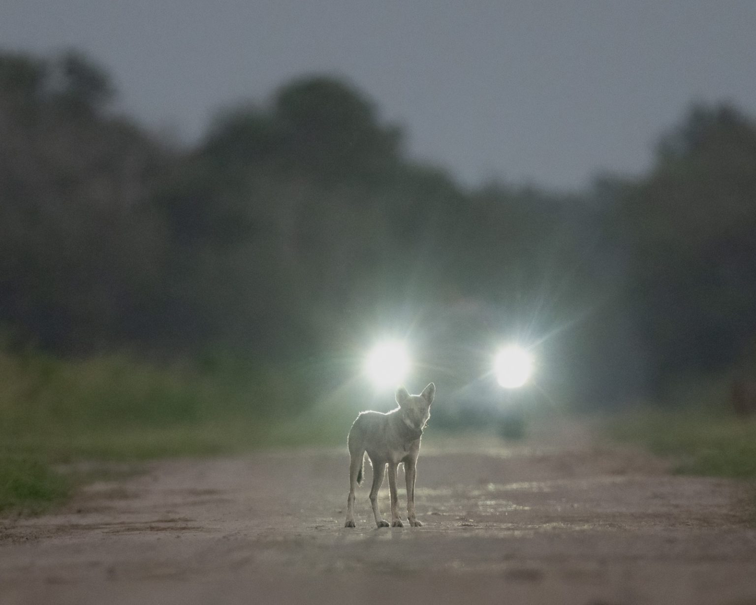 Save Red Wolves - Save Red Wolves